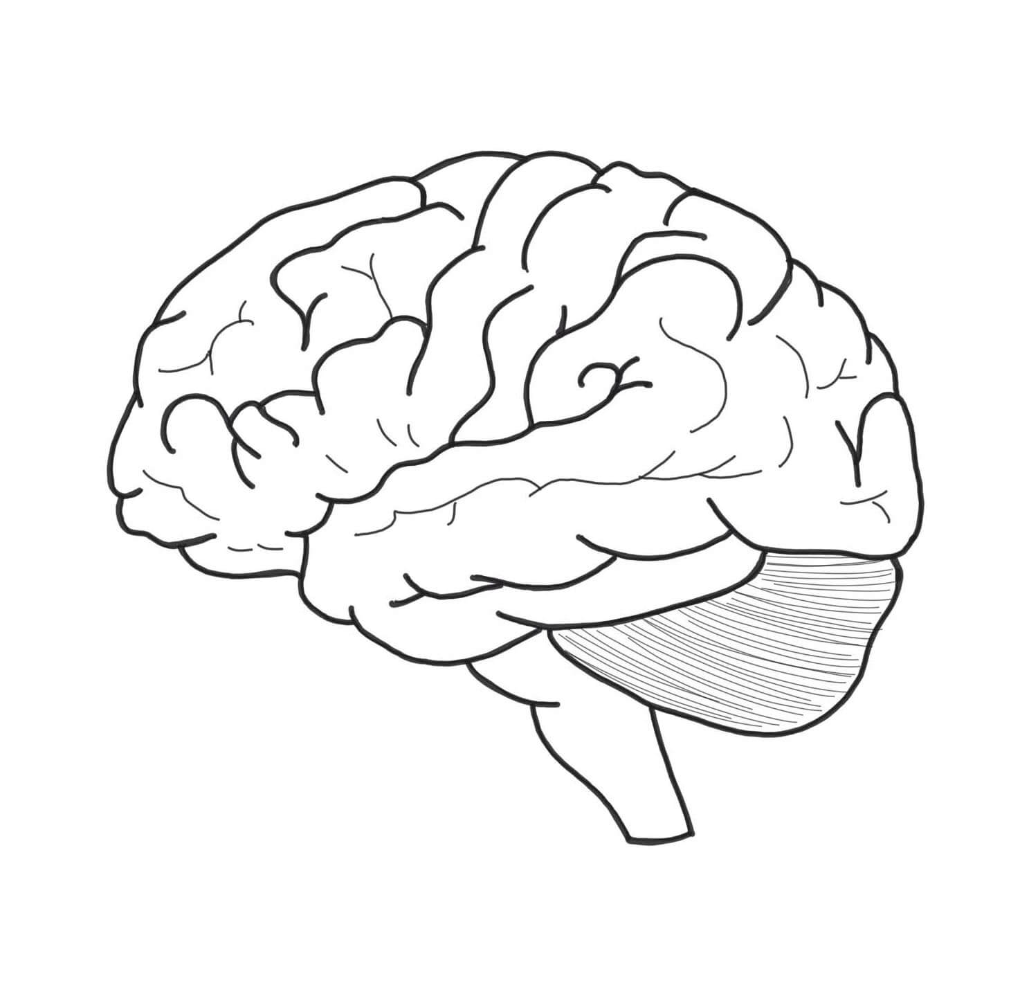 Rozum - srebrny wisiorek anatomiczny mózg